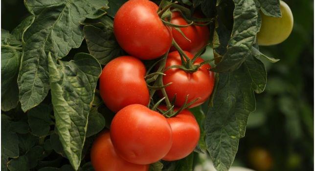 How to Select Crops for Plant Metabolism and Confined Rotation Crop ...