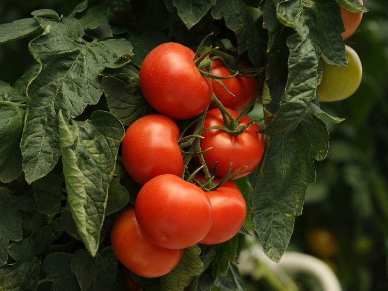 How to Select Crops for Plant Metabolism and Confined Rotation Crop ...